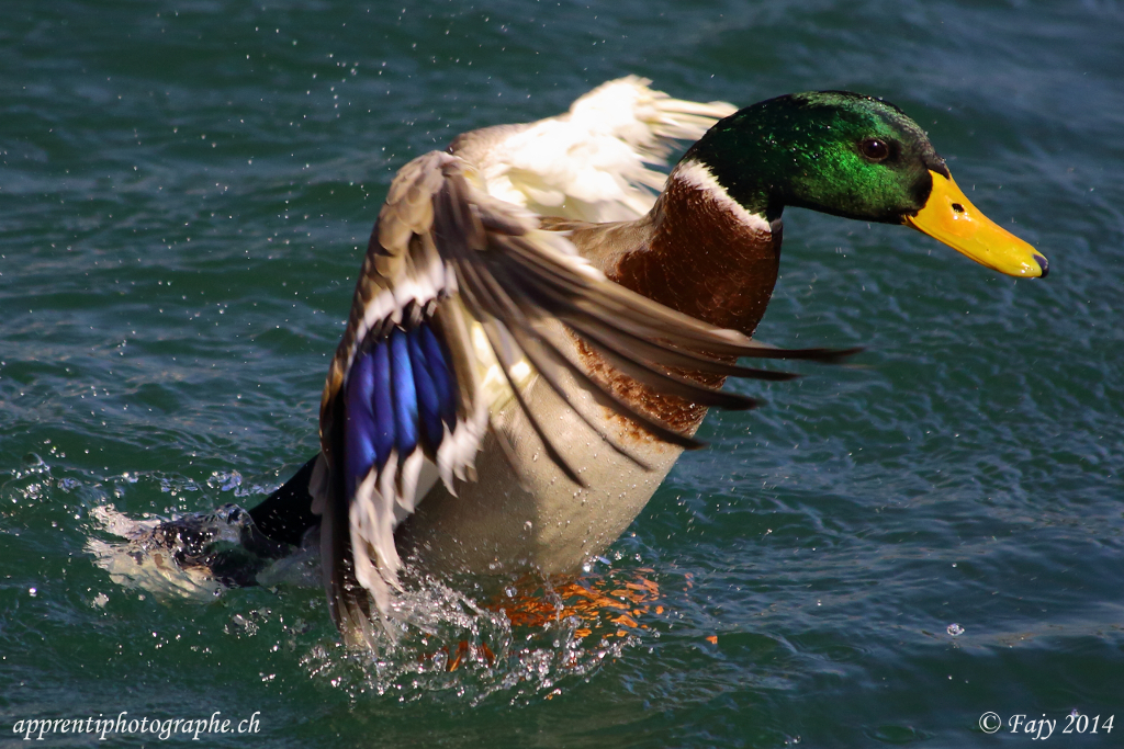 Osez la rafale - apprentiphotographe.ch